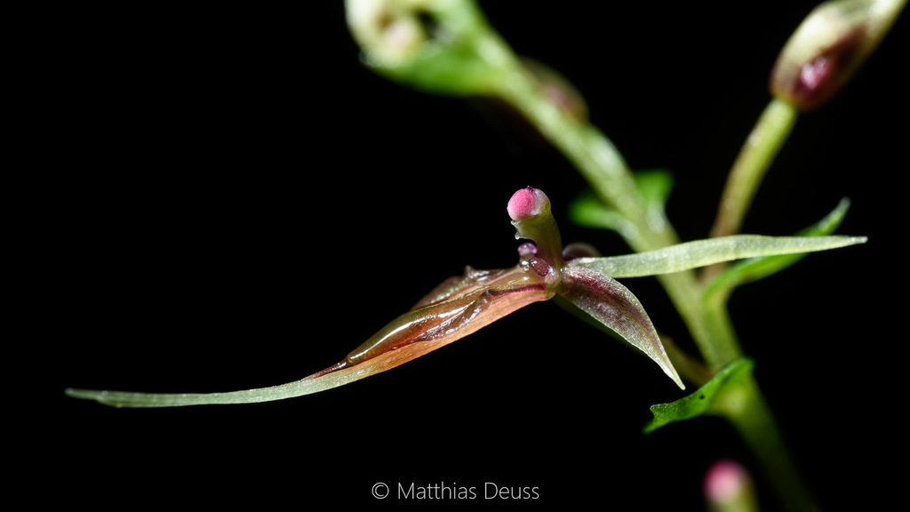 Stigmatodactylus veillonis in May 2022 by Matthias Deuss · iNaturalist ...
