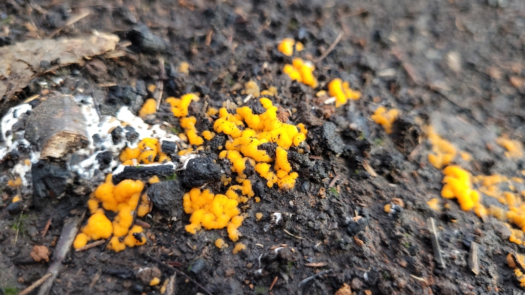 Pyronema omphalodes from Montenegro, San Ignacio, Ñuble, Chile on May ...