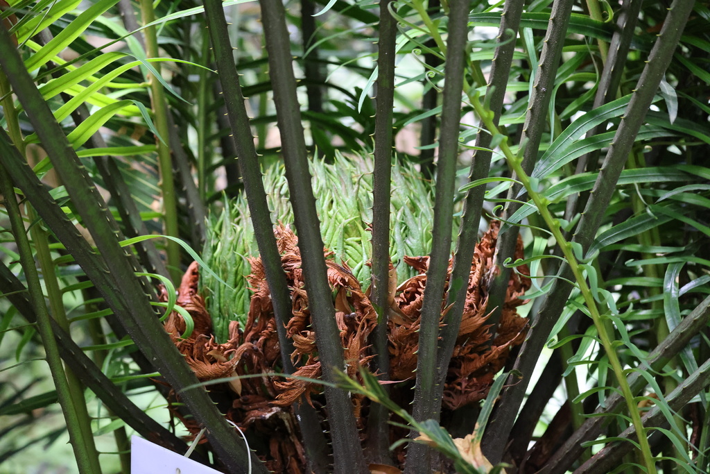 Cycas in May 2022 by caiyan guo · iNaturalist