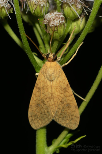 Photo 19959073, (c) Joseph Connors, all rights reserved, uploaded by ...