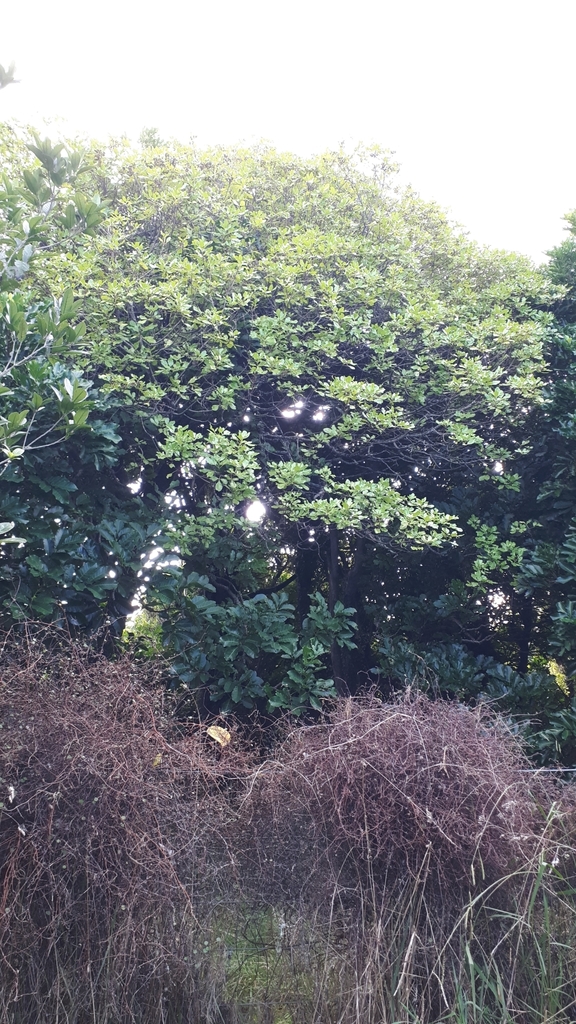Wharangi from Plimmerton, Porirua, New Zealand on May 22, 2022 at 09:21 ...