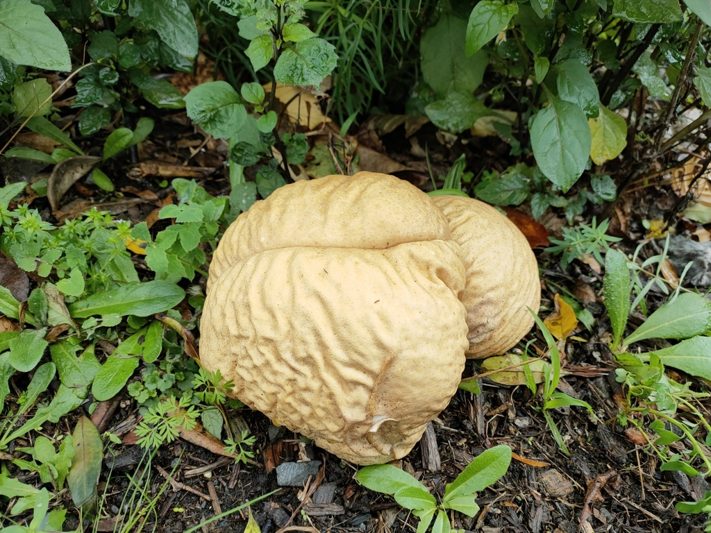 Brain puffball from Thorndon, Wellington, New Zealand on May 20, 2022 ...