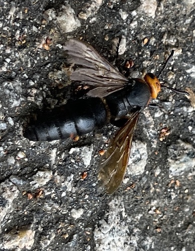 Subspecies Scolia clypeata pseudovollenhoveni · iNaturalist