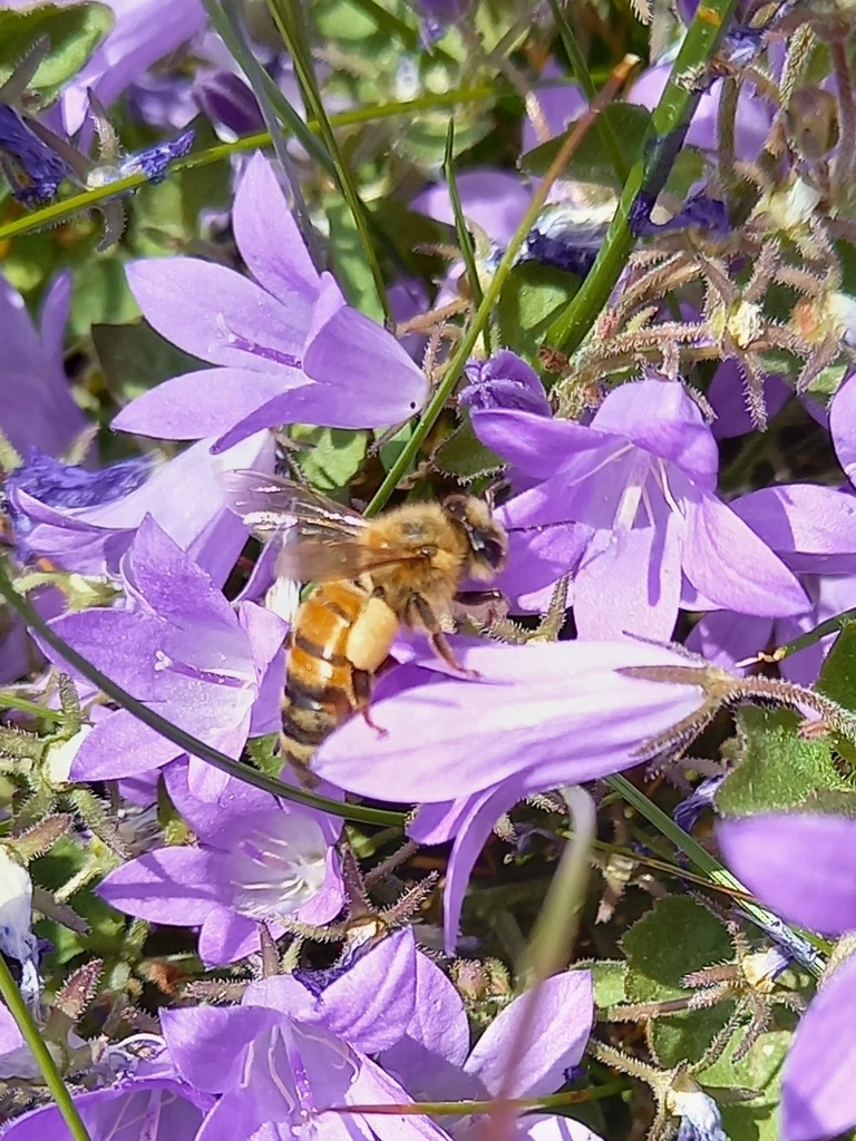 Western Honey Bee from Rue Froide, 62232 Hinges, France on May 22, 2022 ...