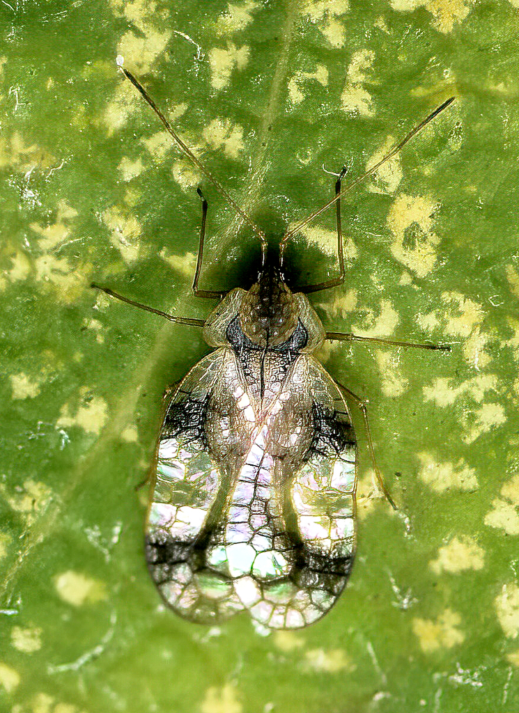 Azalea Lace Bug from Olinda victoria on May 22, 2022 at 03:26 PM by vuk ...