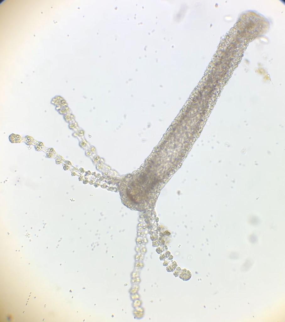 Common Hydra from Orto e museo botanico di Pisa on May 22, 2022 at 11: ...