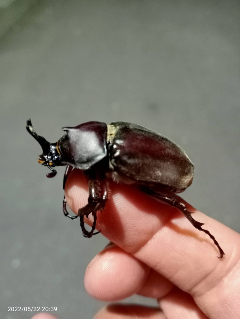 Trypoxylus dichotomus tsunobosonis from 622台灣嘉義縣大林鎮溝背里 on May 22, 2022 ...