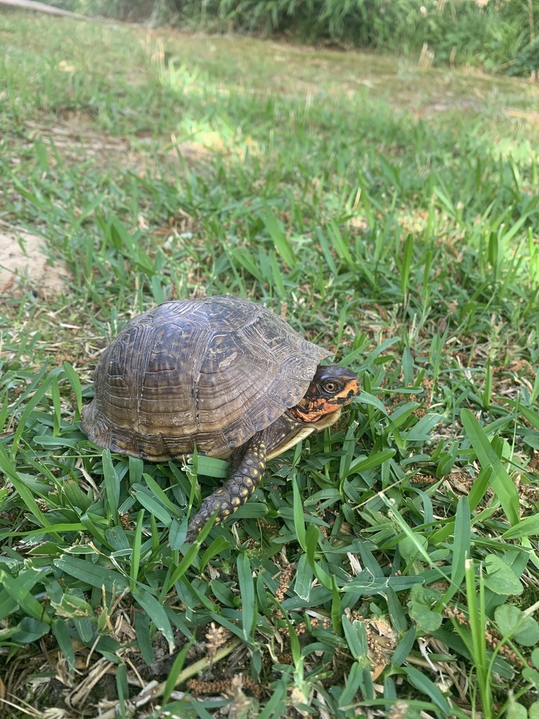 Three-toed Box Turtle in May 2022 by joe HILL · iNaturalist
