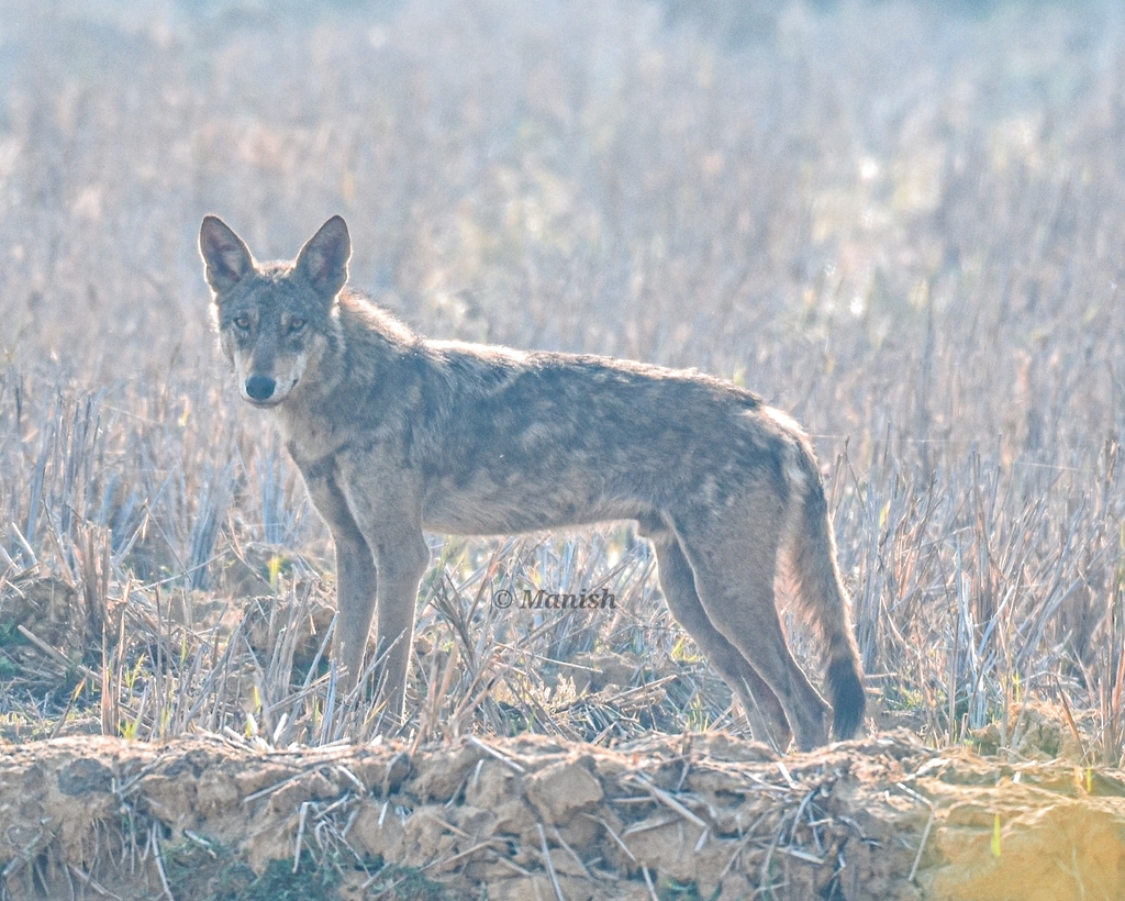 Persian and Indian Wolf in March 2022 by Manish Kumar Chattopadhyay ...