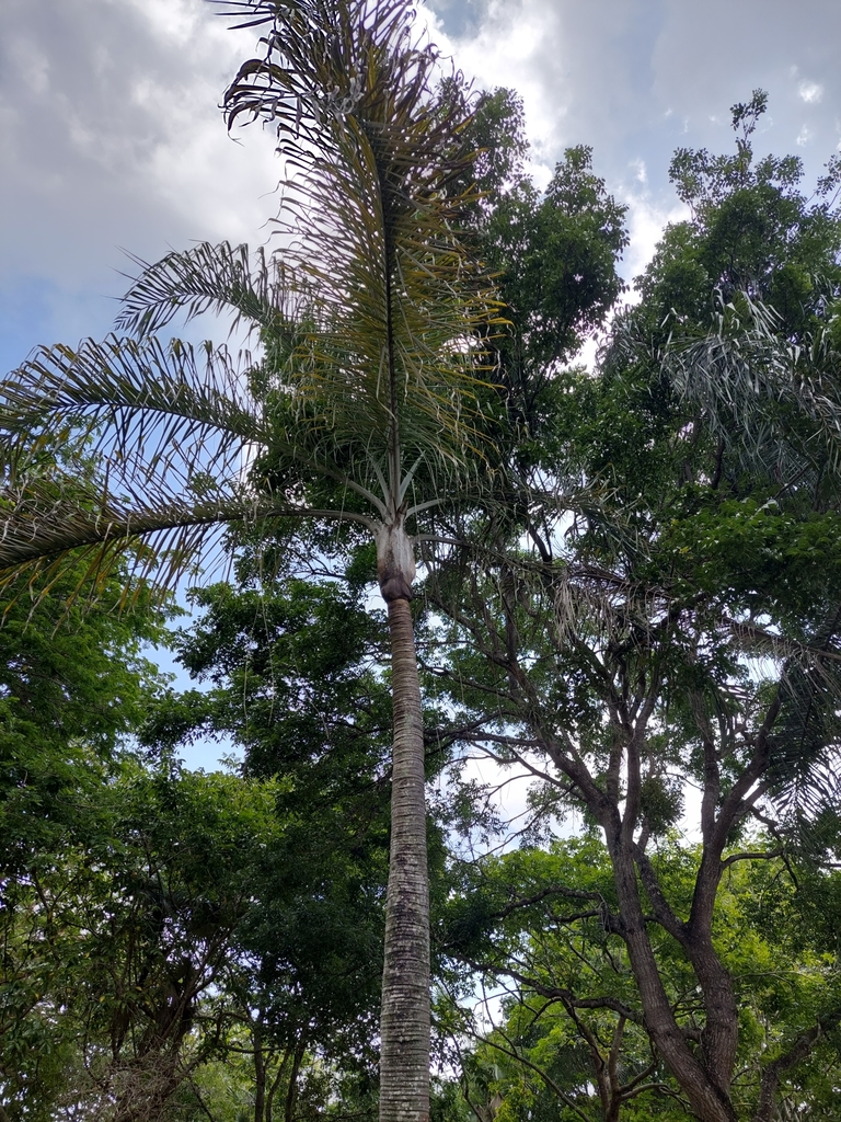 Dypsis madagascariensis from F2RX+C8M La Gran Cañada, Santo Domingo ...