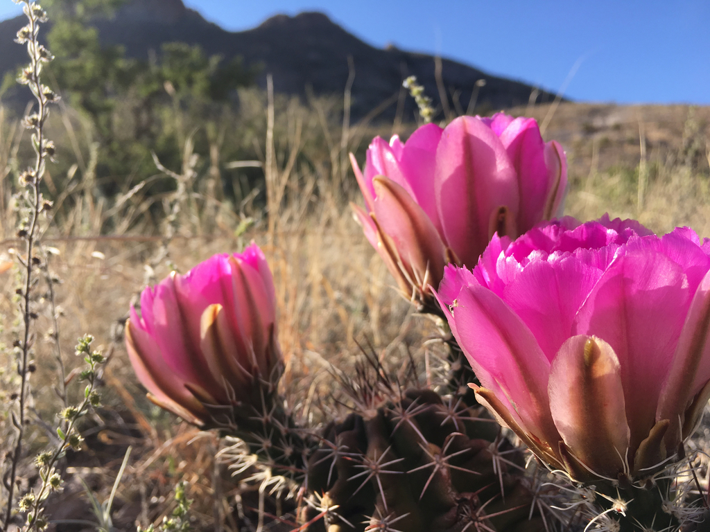 Fendler's Hedgehog Cactus from Las Cruces on May 04, 2016 at 06:26 PM ...
