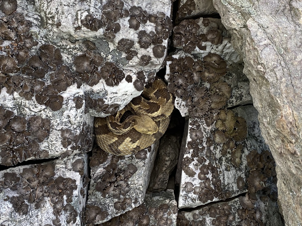 Timber Rattlesnake in May 2022 by Joe Lutz · iNaturalist