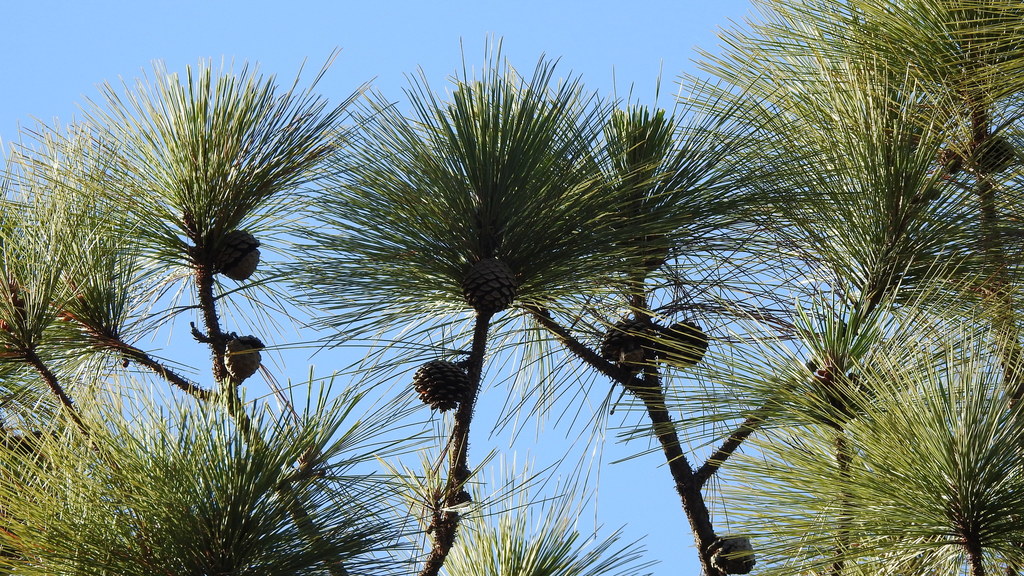pines from Mazatlán, Sinaloa, Mexico on May 21, 2022 at 06:27 AM by ...