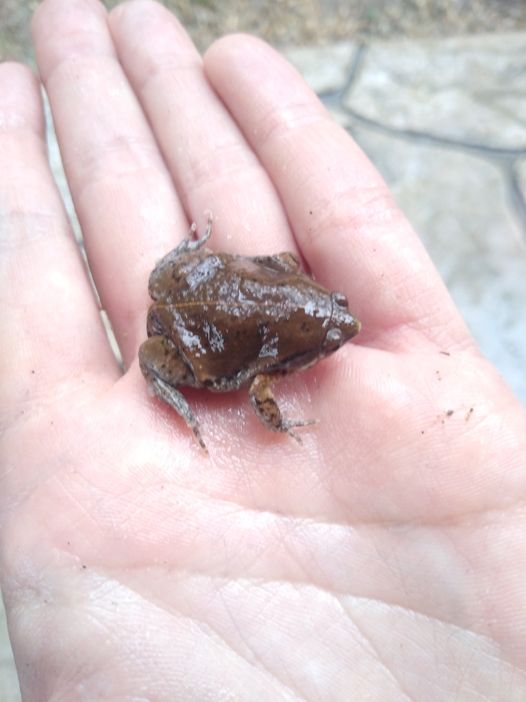 Sheep Frog in May 2022 by Evan Tanner · iNaturalist