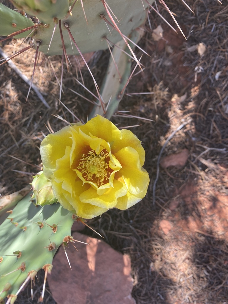Engelmann's Pricklypear from Coconino National Forest, Sedona, AZ, US ...