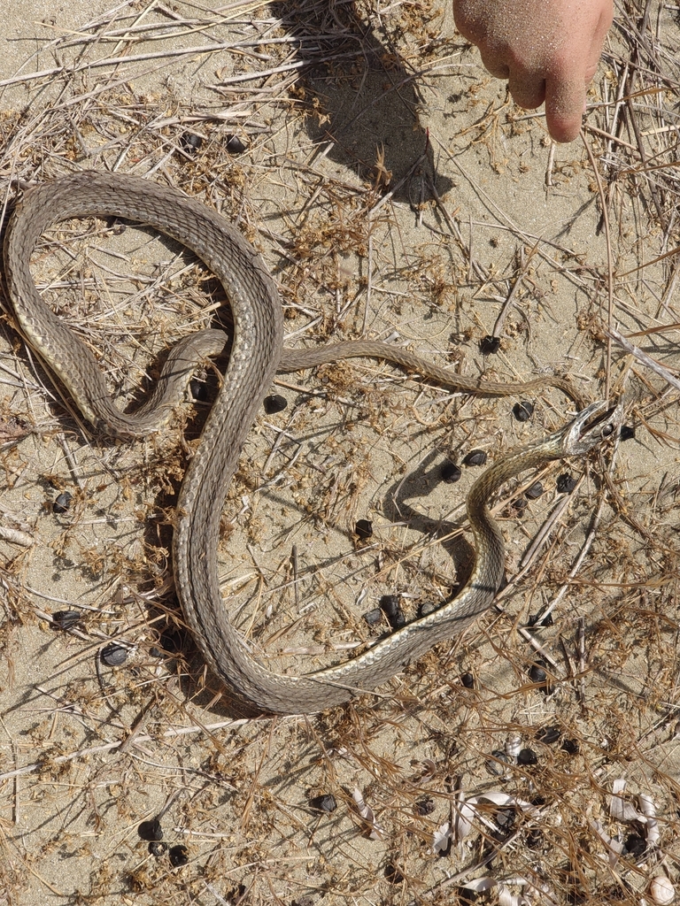 Eastern Montpellier Snake from Akrotiri, Cyprus on May 22, 2022 at 10: ...