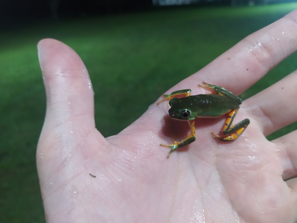 Pithecopus gonzagai from Projeto Soli Deo Gloria - Espaço Monte Moriah ...
