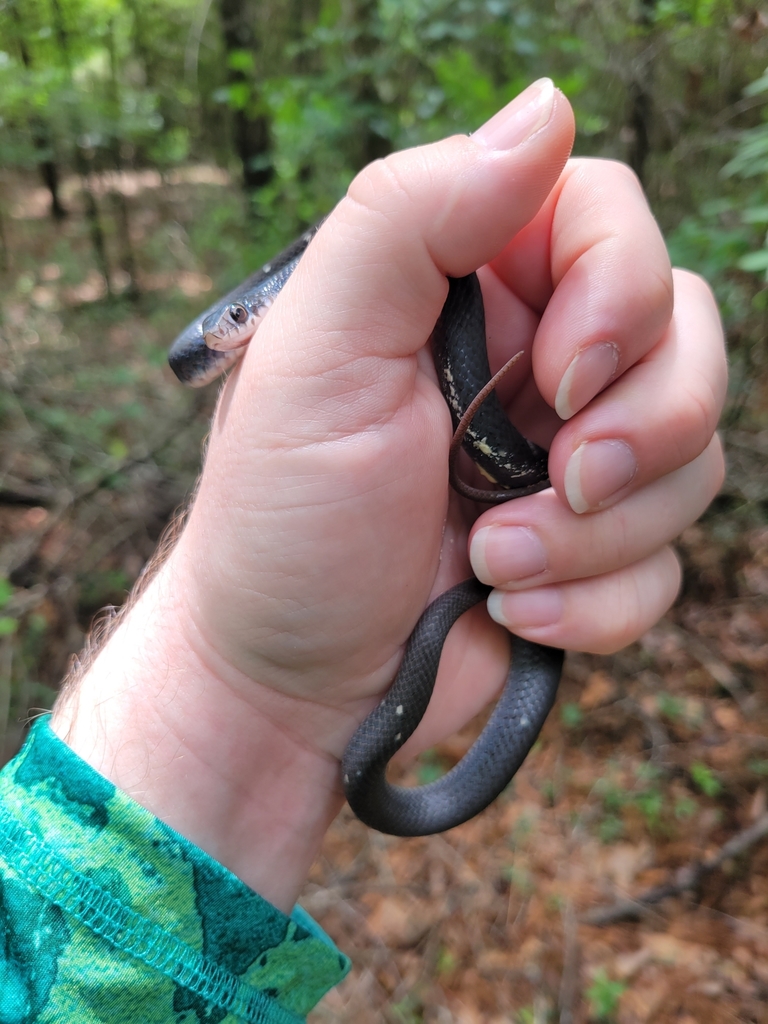 Buttermilk Racer from The Woodlands, TX 77386, USA on May 22, 2022 at ...