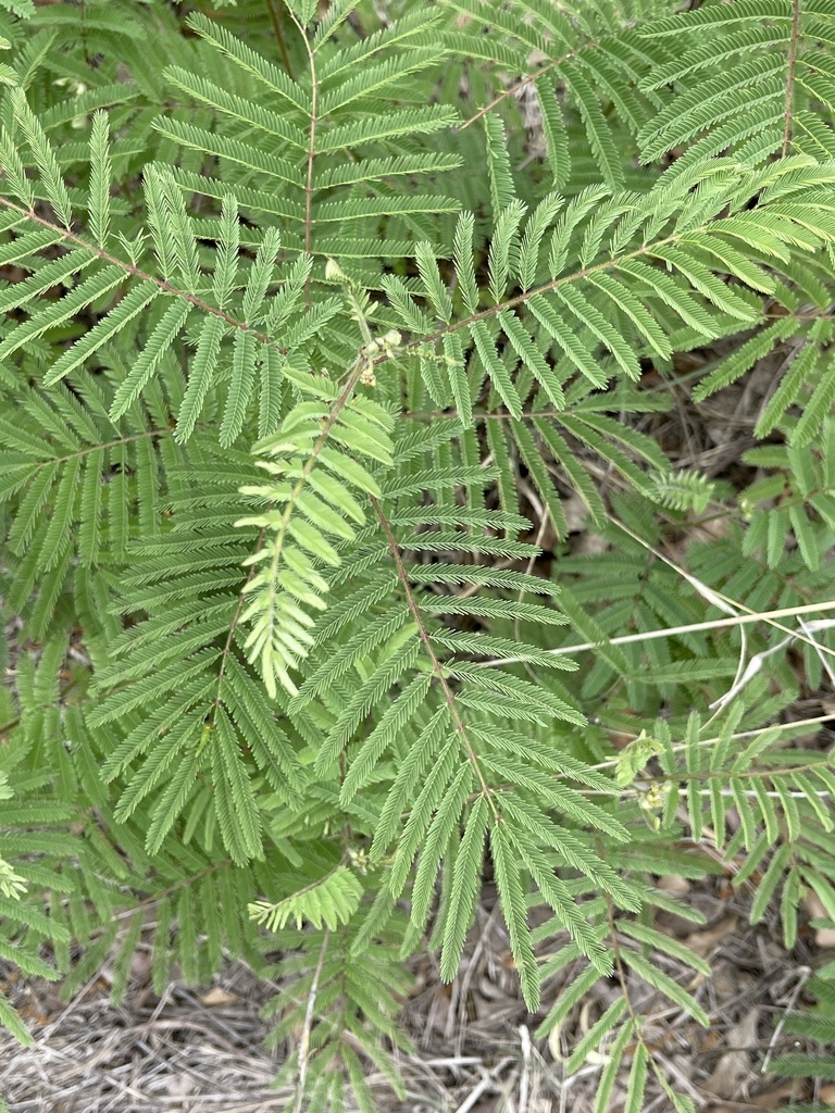 prairie acacia from Maddux Rd, Weatherford, TX, US on May 22, 2022 at ...