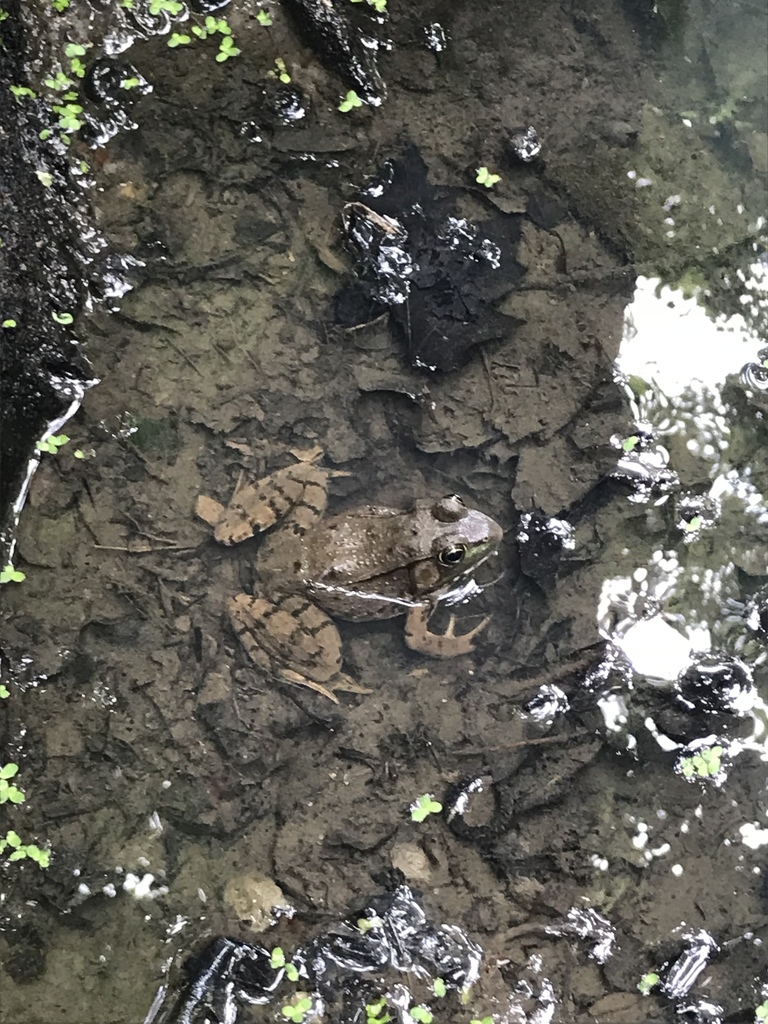 Green Frog from Union, KY 41091, Union, KY, US on June 19, 2018 at 11: ...