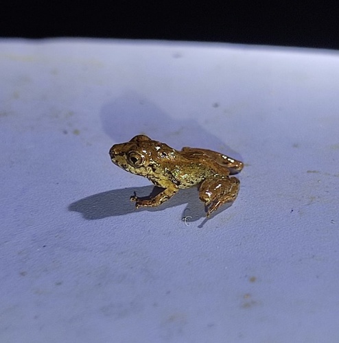 Pristimantis minutulus · iNaturalist