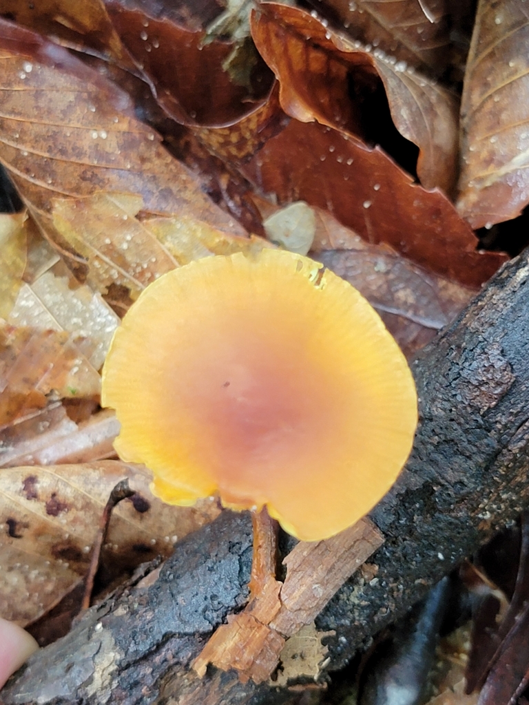 Heimiomyces tenuipes from Polk Township, IN, USA on May 22, 2022 at 09: ...