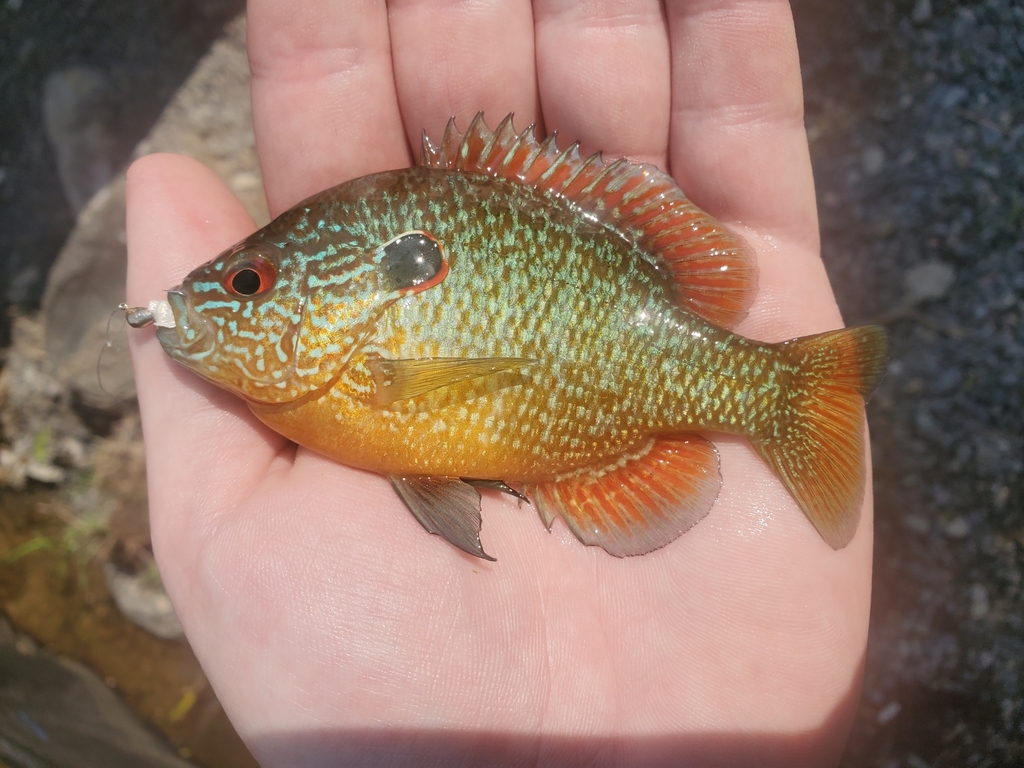 Northern Sunfish in May 2022 by Dustin Boczek · iNaturalist