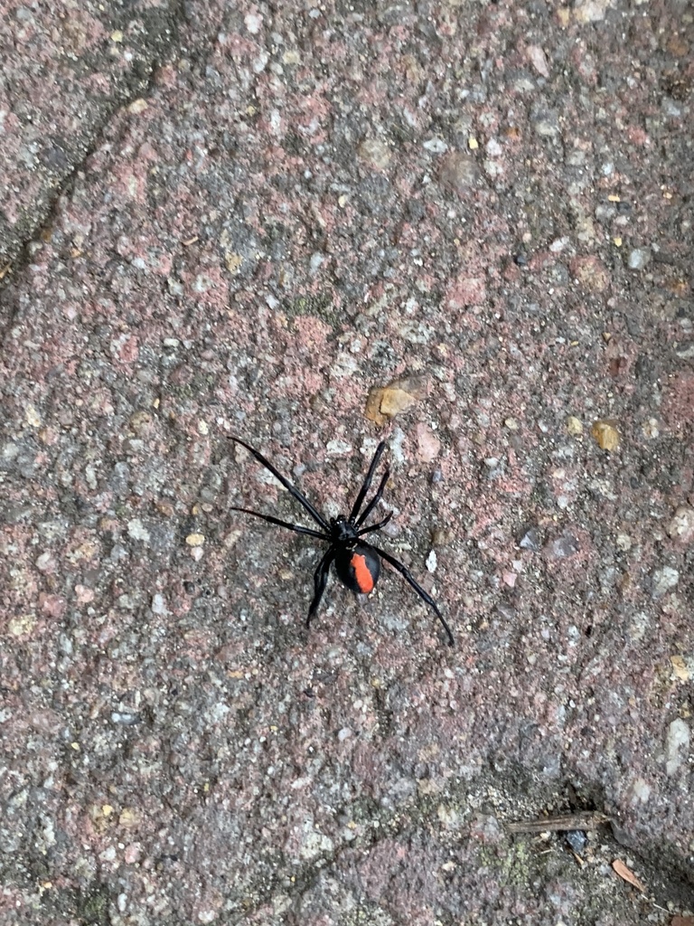 Redback Spider from Brighton Rd, Glenelg East, SA, AU on May 23, 2022 ...