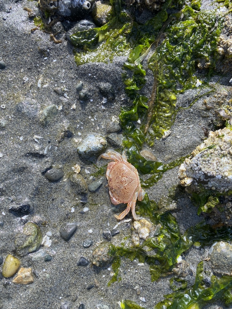 Dungeness Crab from Puget Sound, Edmonds, WA, US on May 22, 2022 at 04: ...
