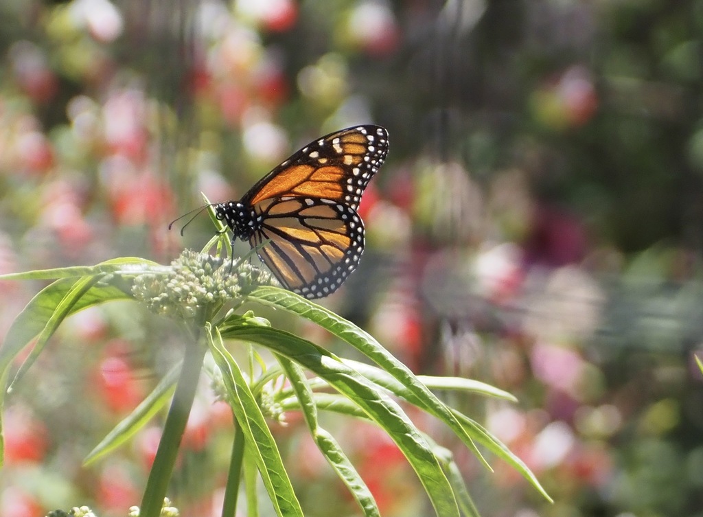 Monarch in May 2022 by Sondra Glider. Nectaring on milkweed (Asclepias ...