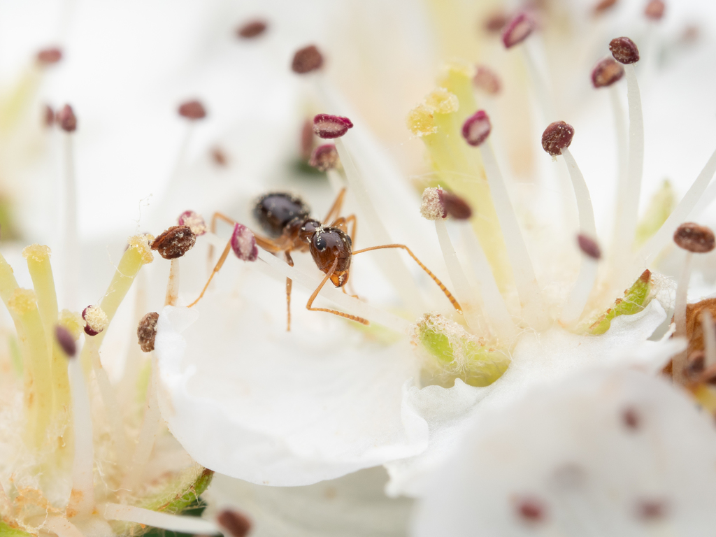 American Winter Ant from Wauwatosa, WI, USA on May 21, 2022 at 12:56 PM ...