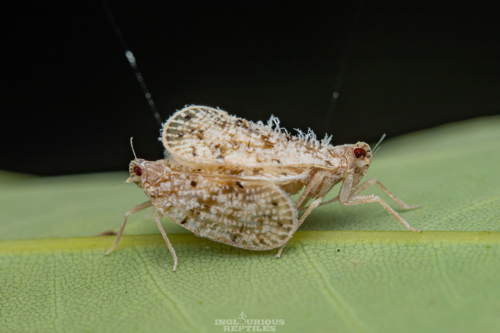Andini in May 2022 by Artur Tomaszek · iNaturalist