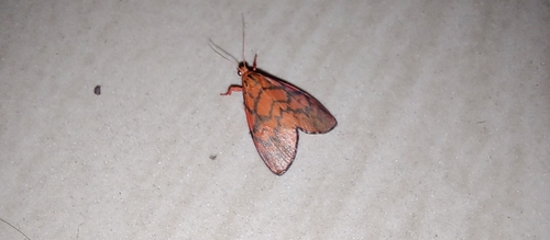 Subspecies Integrivalvia exclusa trivittata · iNaturalist