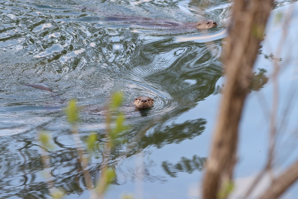 North American River Otter from Inglewood, Calgary, AB, Canada on May ...