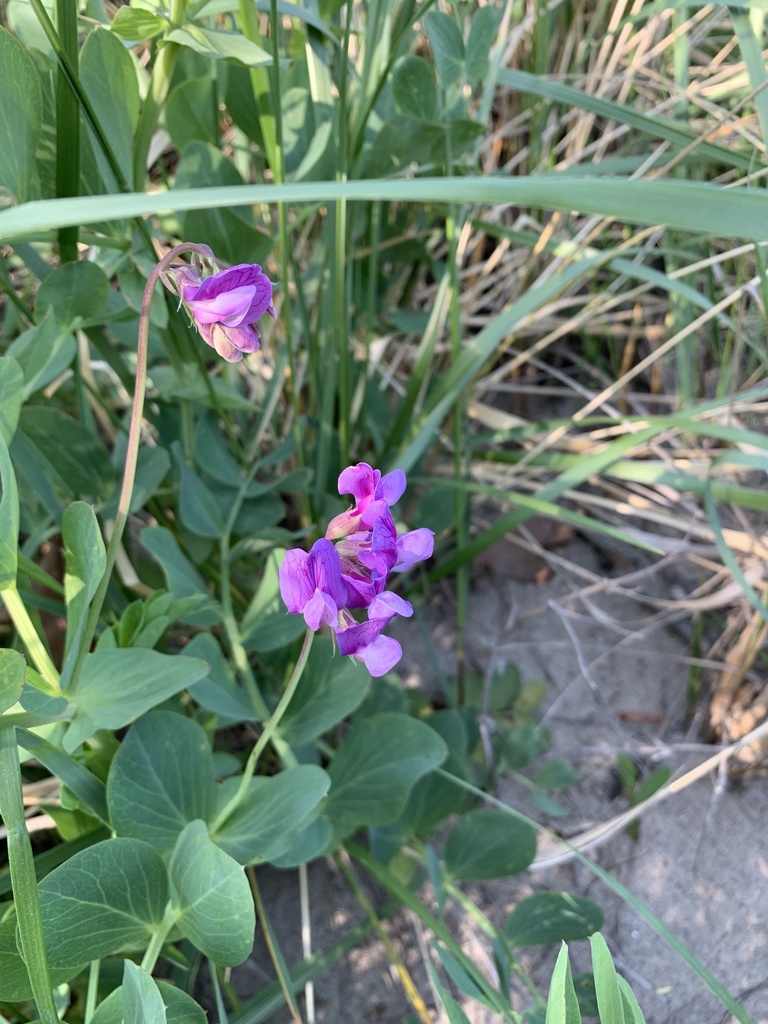 seaside pea from Viscount Dr, Milford, CT, US on May 22, 2022 at 05:46 PM by Alex Trouern-Trend ...
