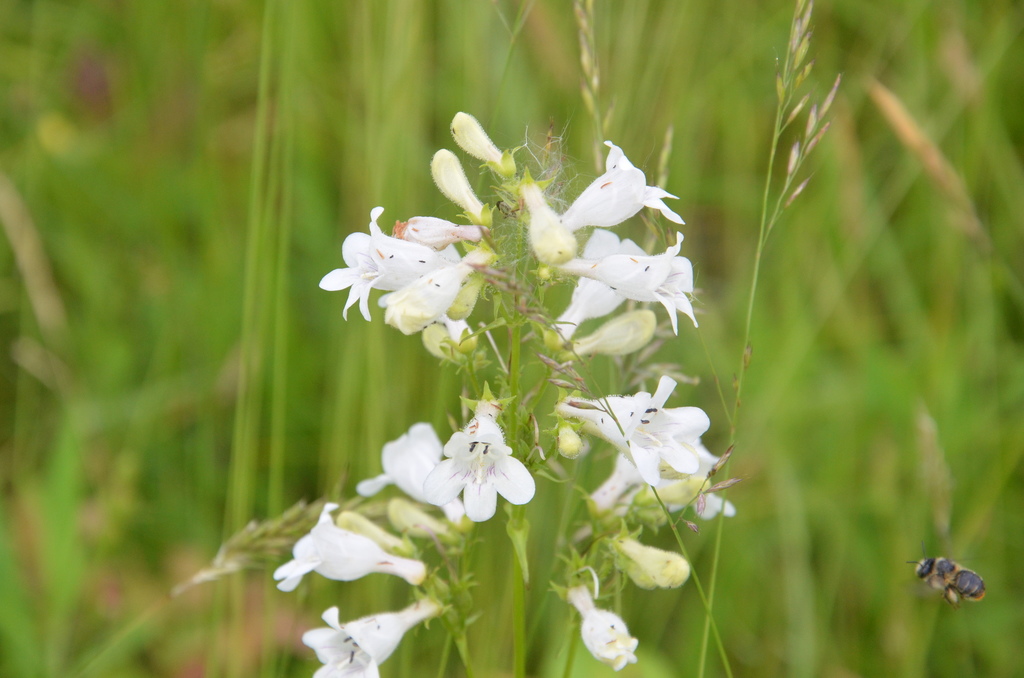 Orange-tipped Wood-digger from bath ohio bath nature preserve on June ...