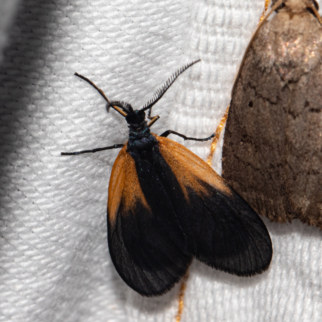 Orange-patched Smoky Moth from Patuxent Research Refuge, Anne Arundel ...
