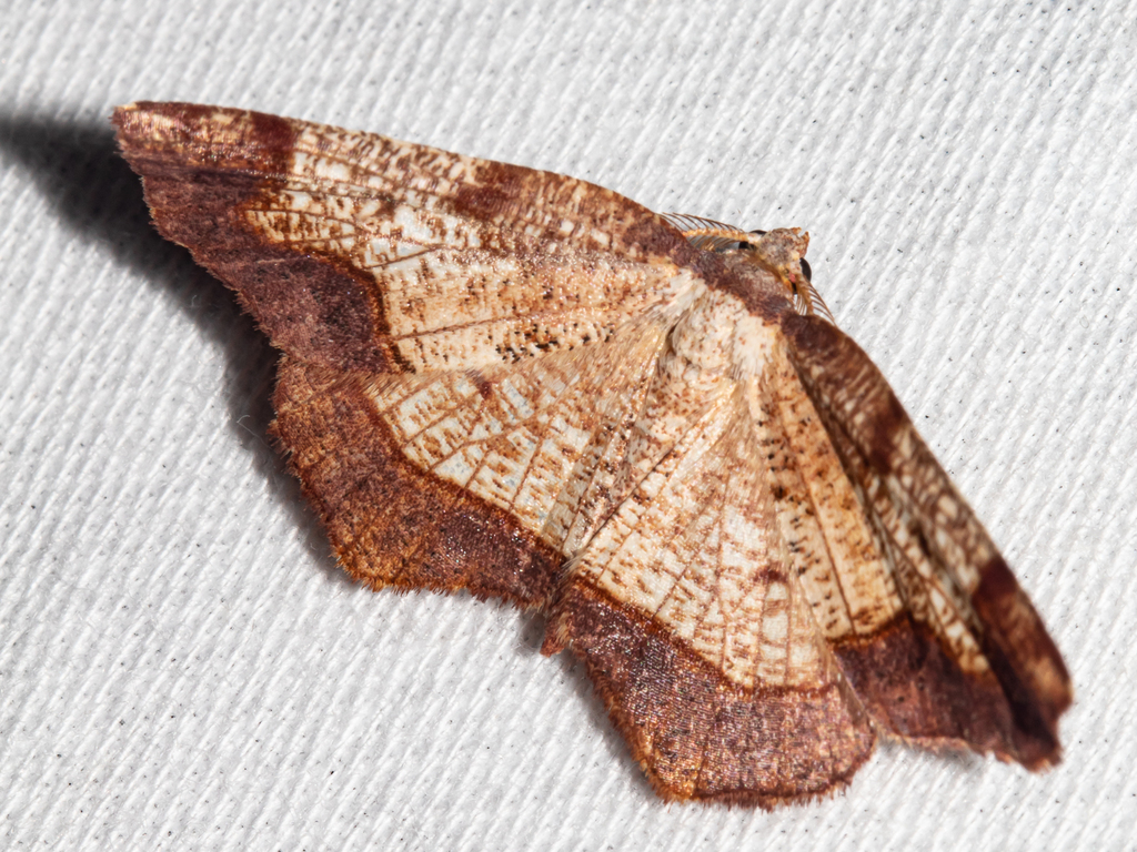 Friendly Probole Moth from Patuxent Research Refuge, Anne Arundel ...