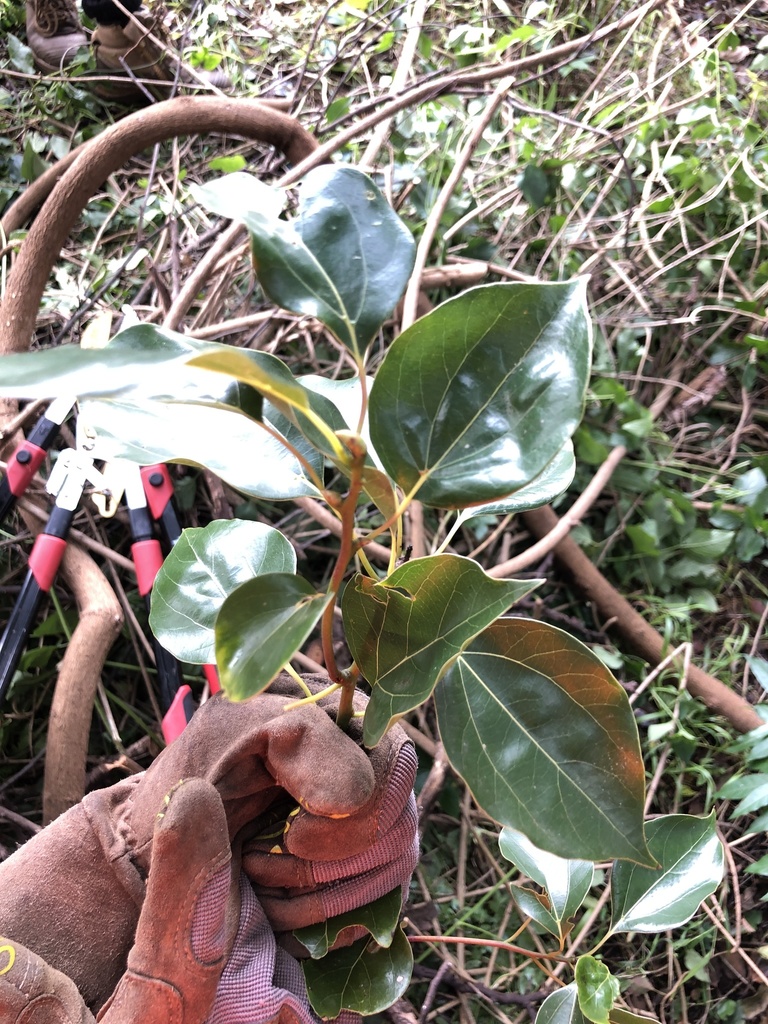 Camphor Tree from Auburn, NSW, AU on May 23, 2022 at 11:46 AM by ...