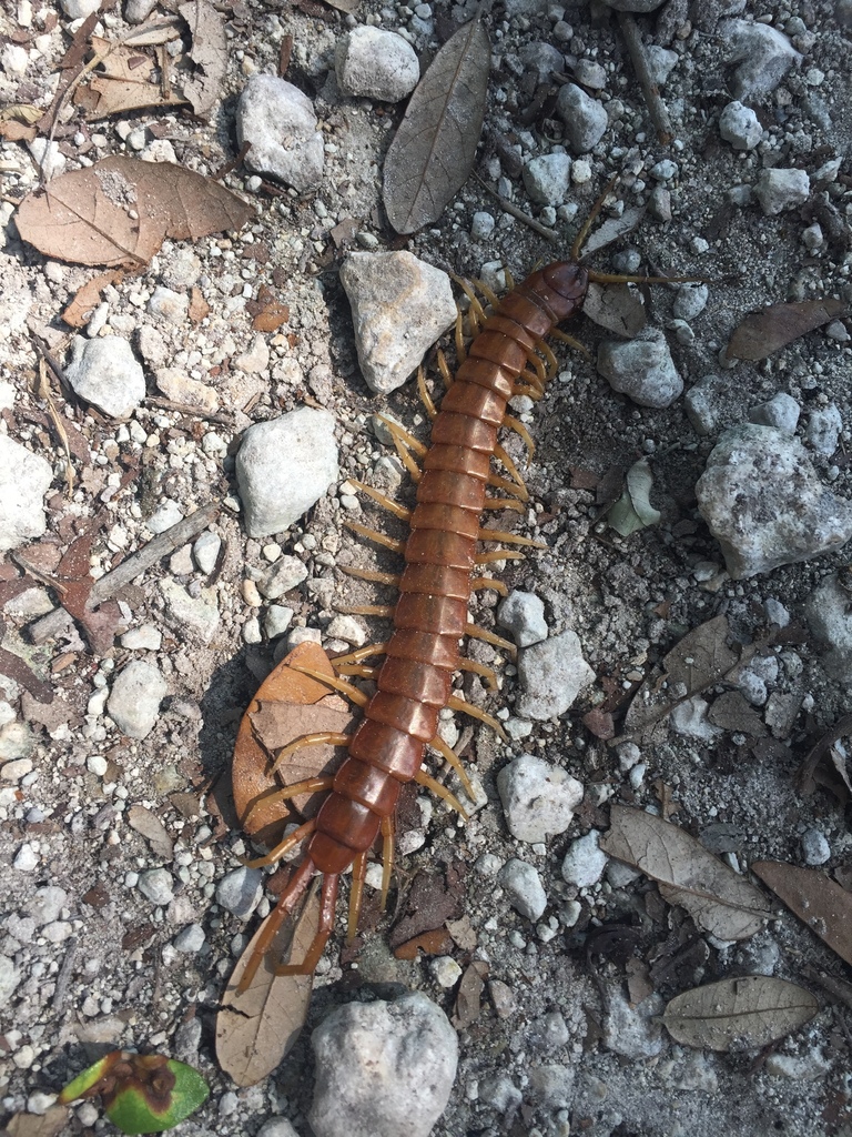 Caribbean Giant Centipede from 5400 SW 96th St, Coral Gables, FL, US on ...