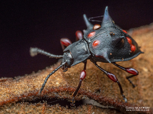Genus Cacodaemon · iNaturalist