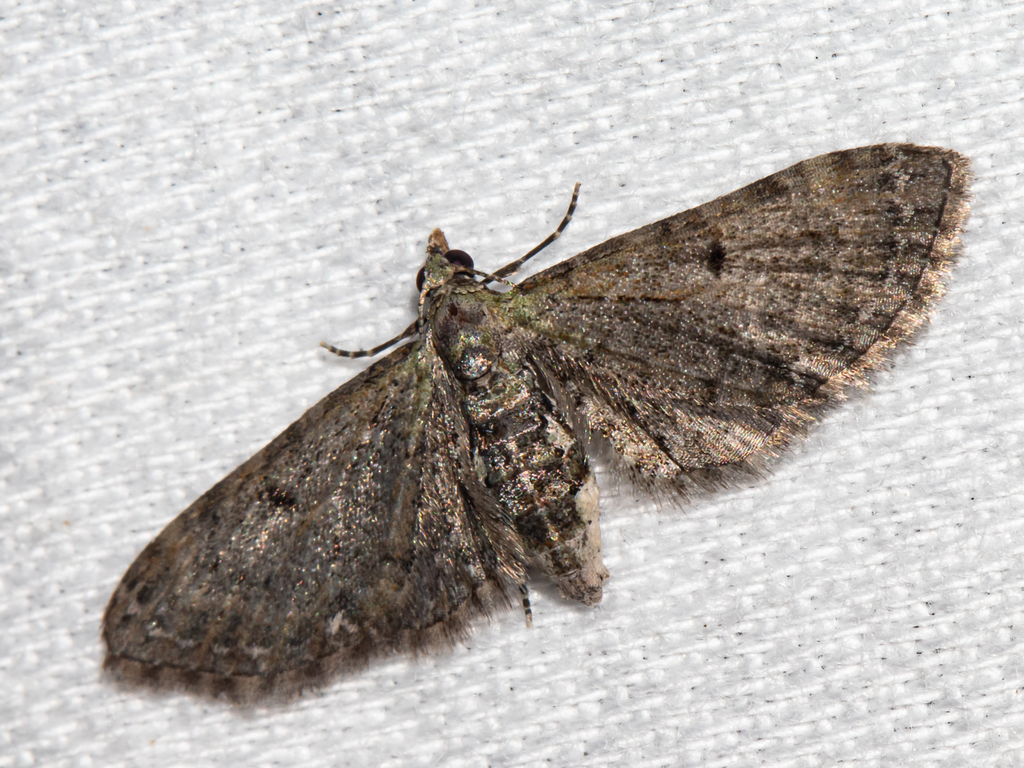 Common Eupithecia Moth from Patuxent Research Refuge, Anne Arundel ...