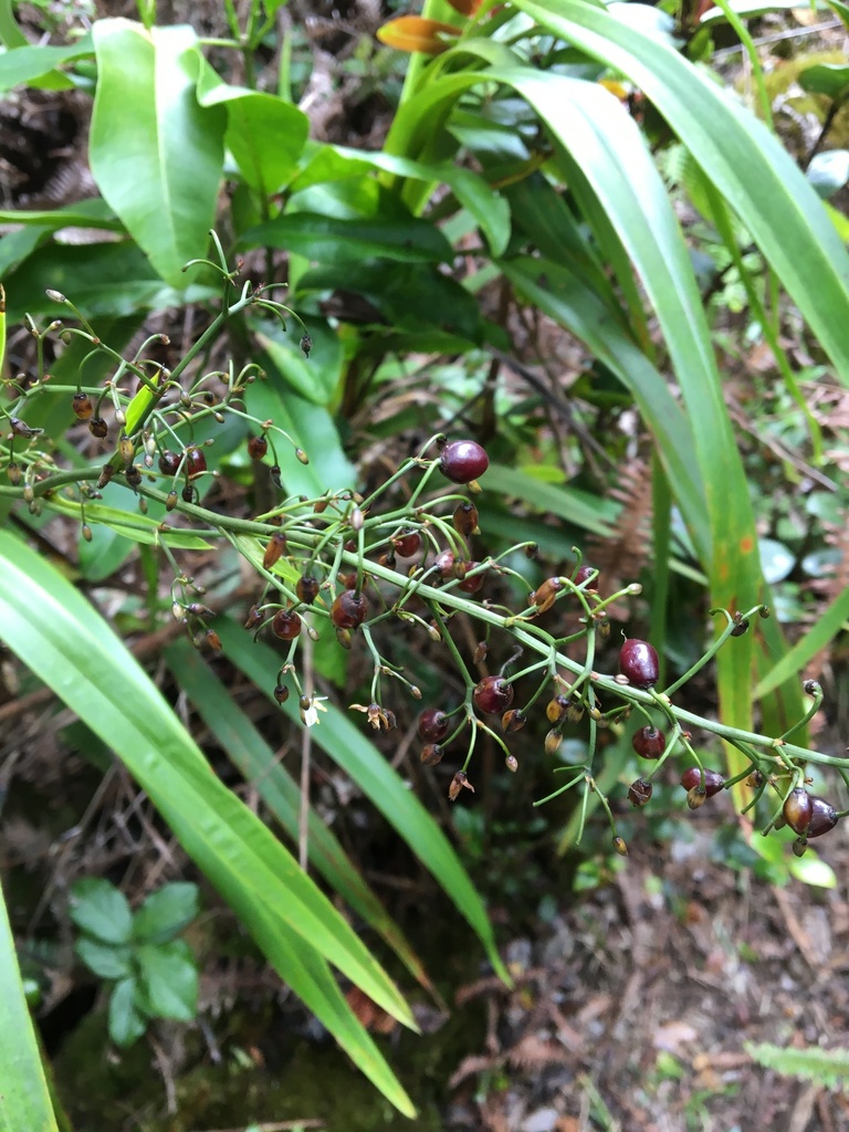'uki'uki from Alakaʻi Wilderness Preserve, HI, US on May 22, 2022 at 02 ...