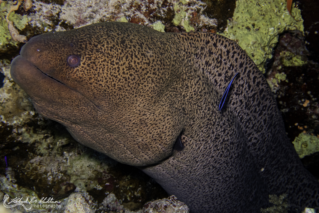 Giant Moray on May 18, 2022 at 04:26 PM by Halvard Aas Midtun · iNaturalist