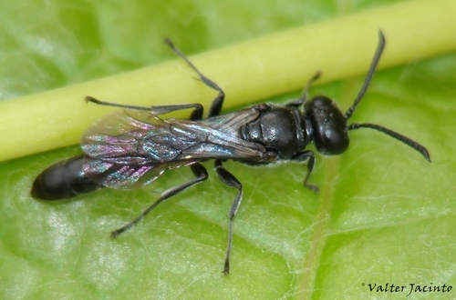 Trypoxylon figulus · iNaturalist