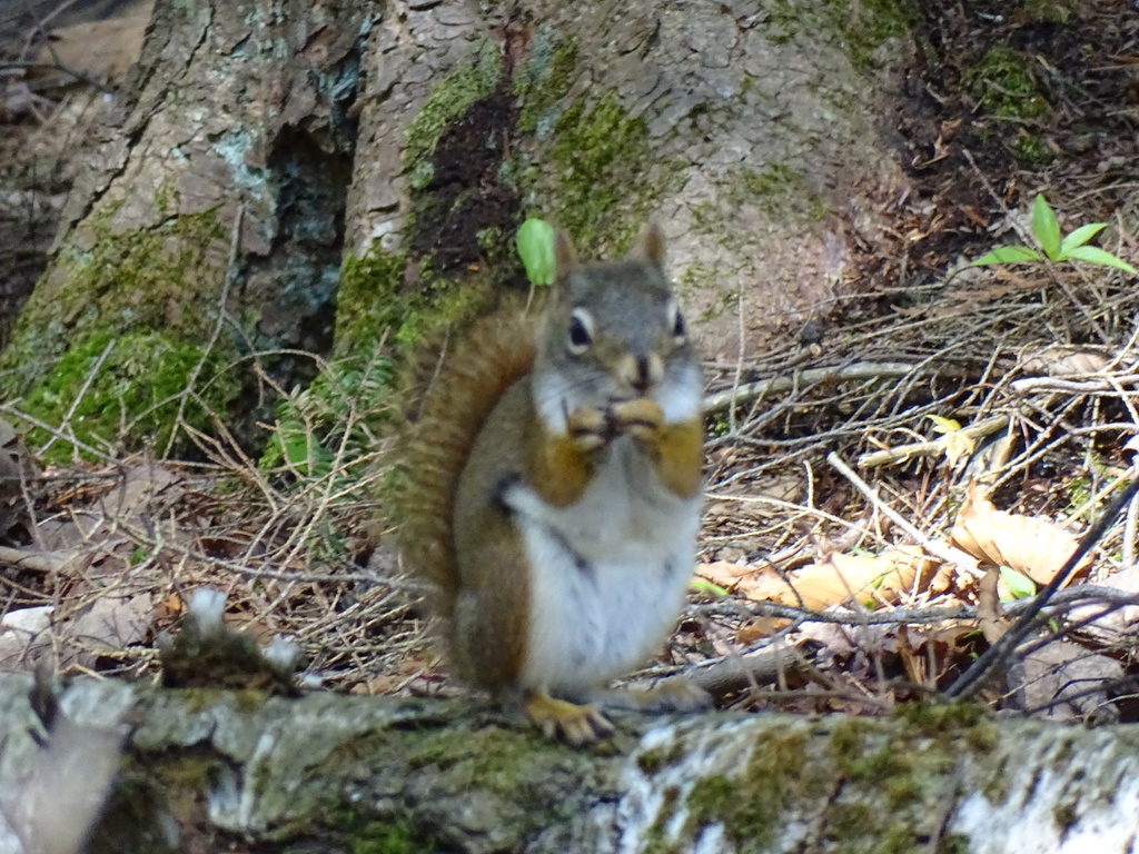 American Red Squirrel from Door, Wisconsin, United States on May 17 ...