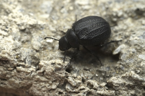 Pimelia sericella · iNaturalist