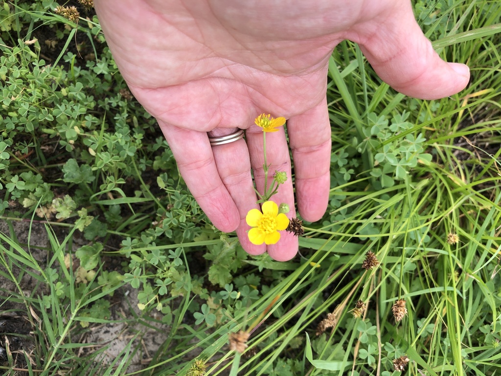 hairy buttercup from Telephone, TX, US on May 23, 2022 at 09:22 AM by ...