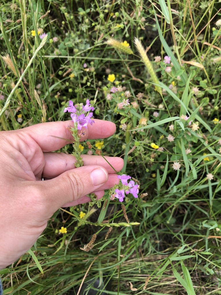 Prairie brazoria from Telephone, TX, US on May 23, 2022 at 09:40 AM by ...