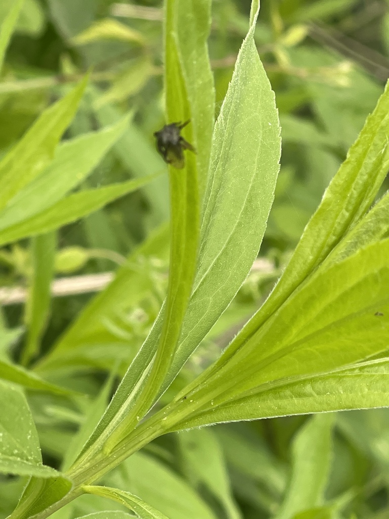 Horned Treehopper from Fürstenfeld, Großwilfersdorf, Steiermark, AT on ...